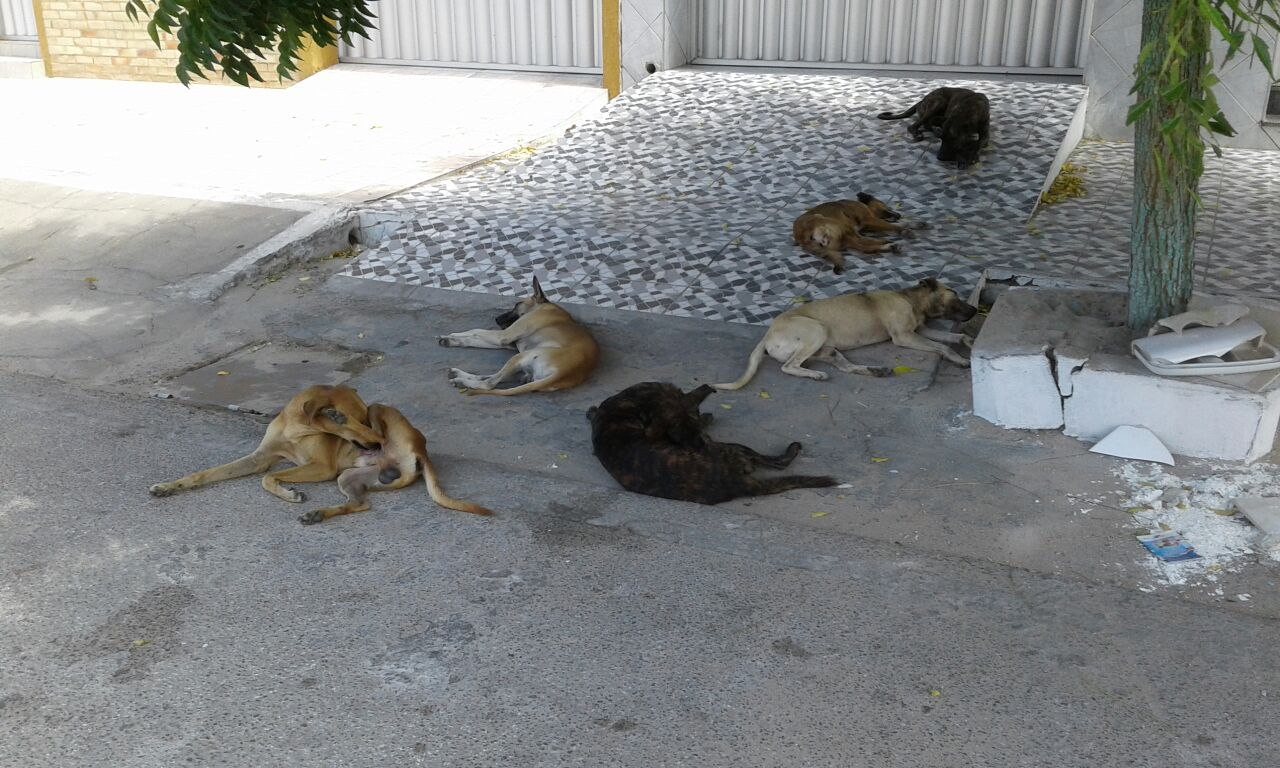 Areia Branca registra aumento considerável da população de animais de ...